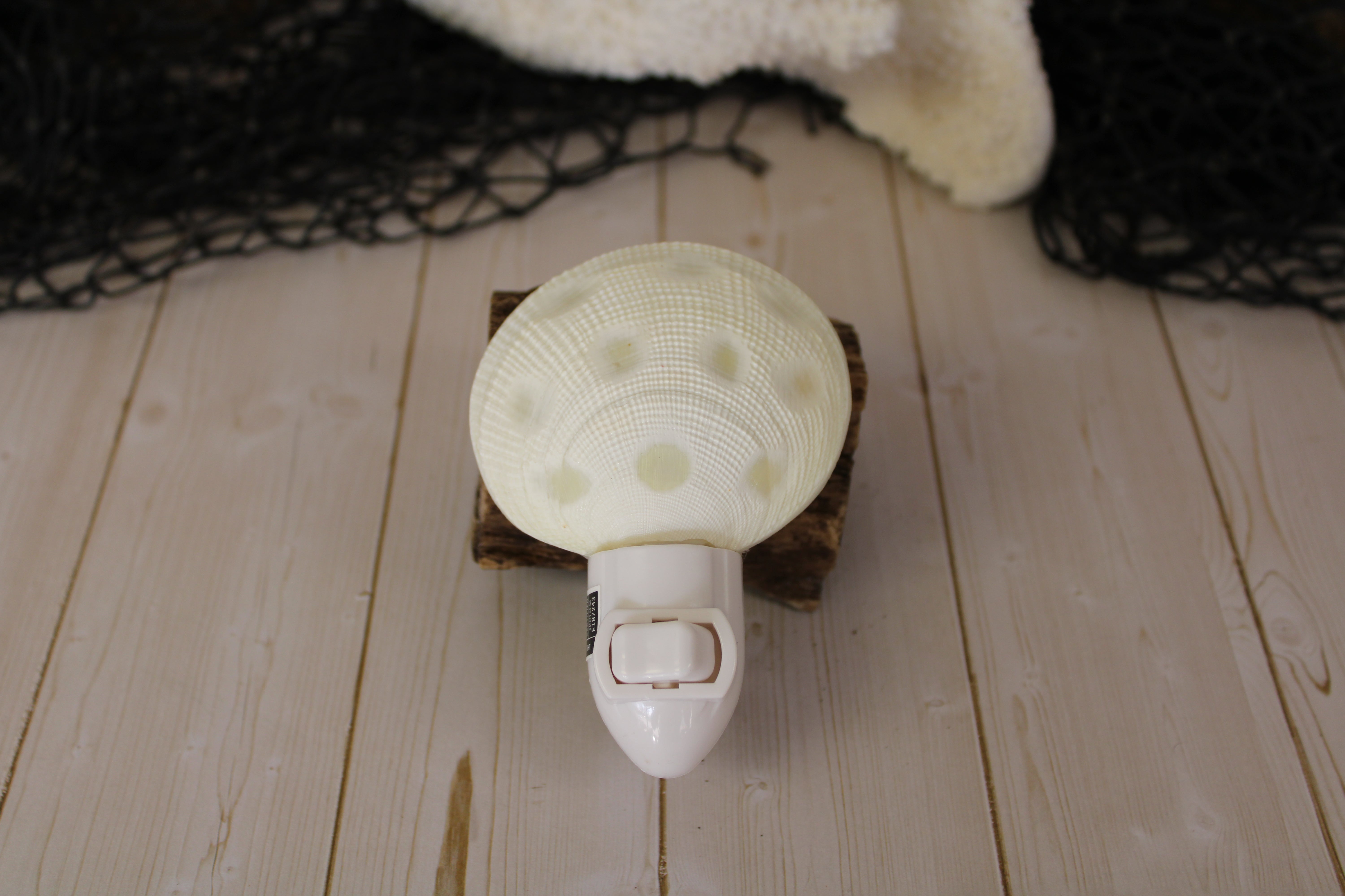 Codakia Tigerina Nightlight (etched) – Beach Bum Seashells