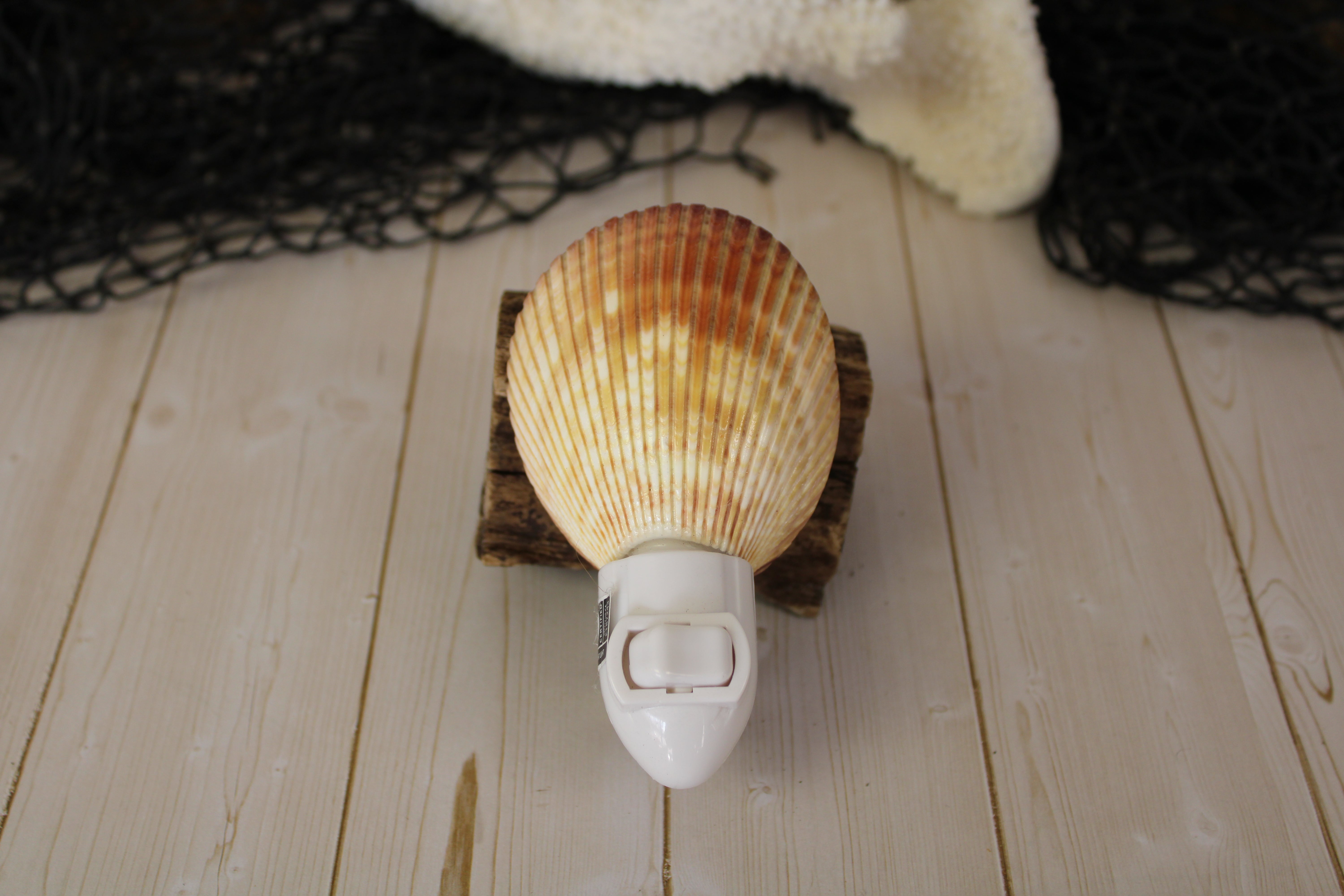 Brown Cockle Nightlight – Beach Bum Seashells