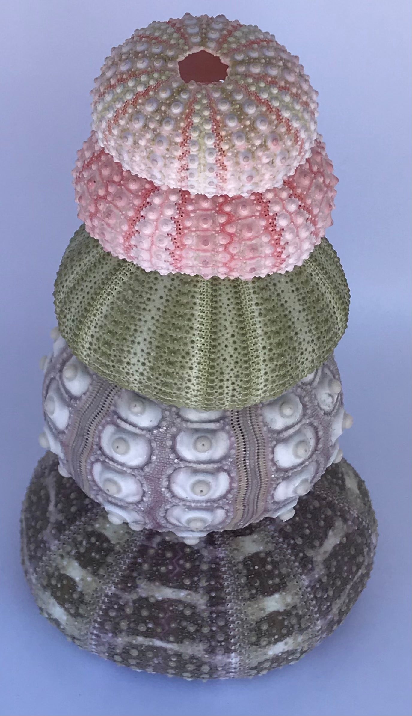 Urchins – Beach Bum Seashells