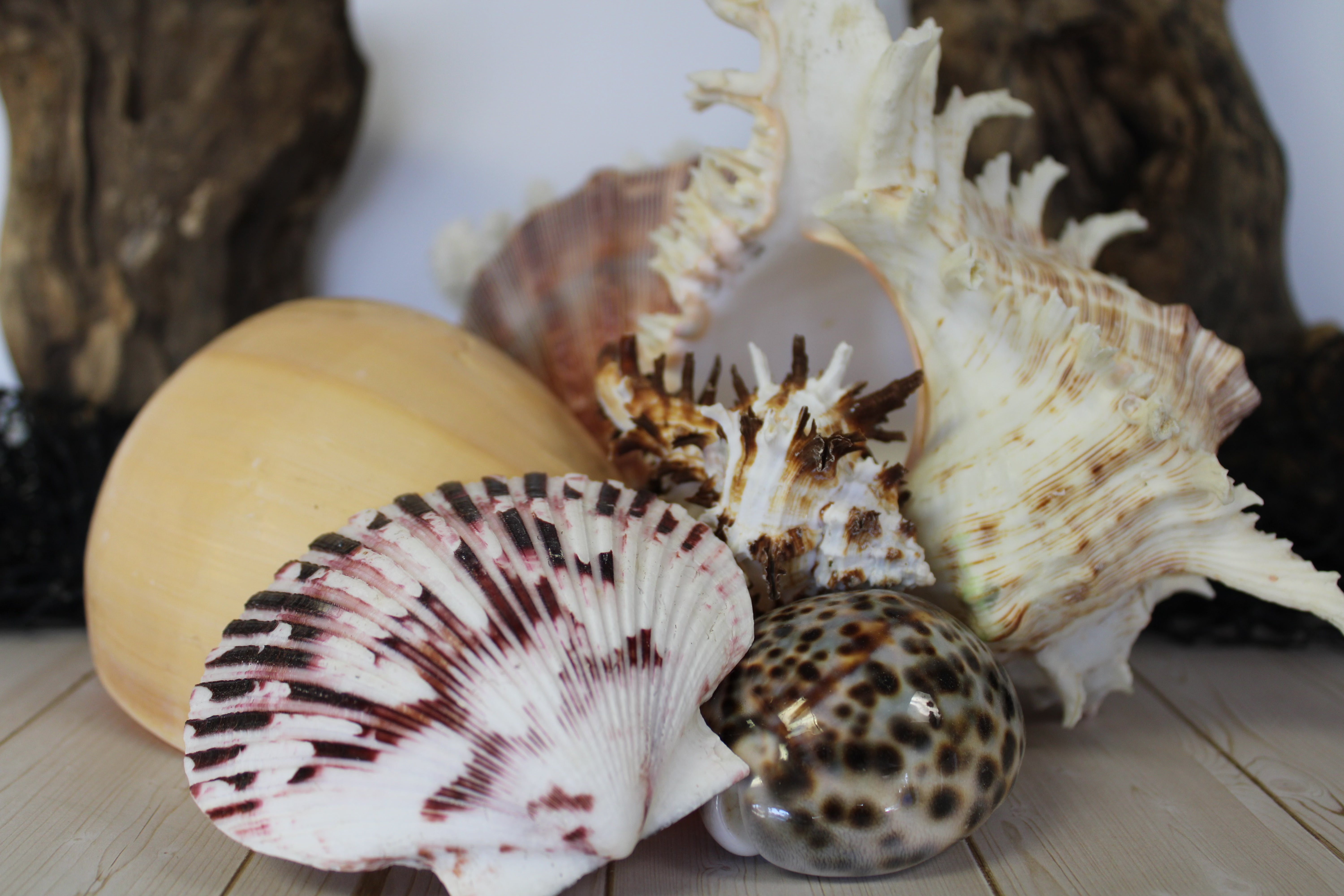 SEASHELLS – Beach Bum Seashells