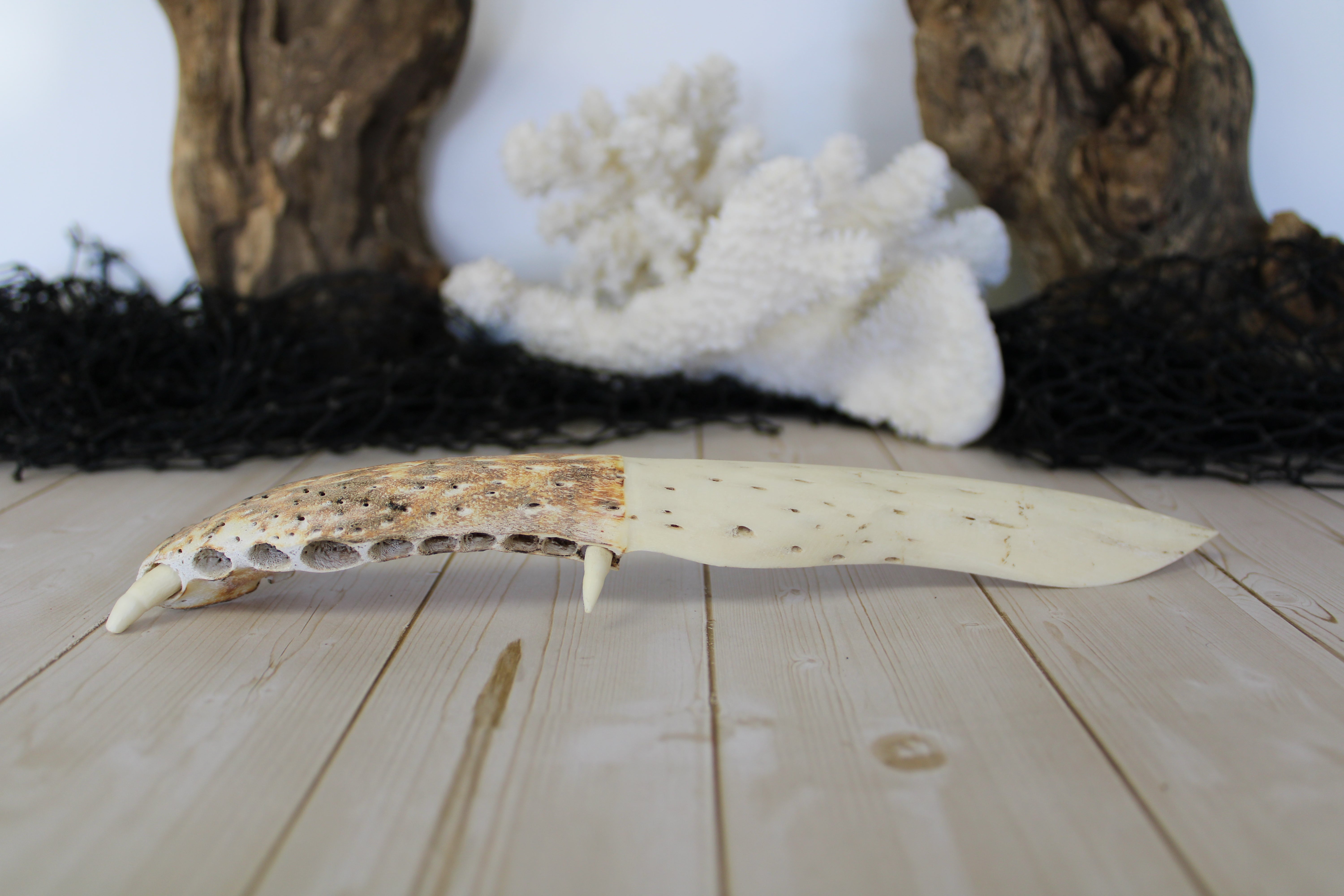 Handmade Alligator Jawbone Knife (9”-10”) – Beach Bum Seashells
