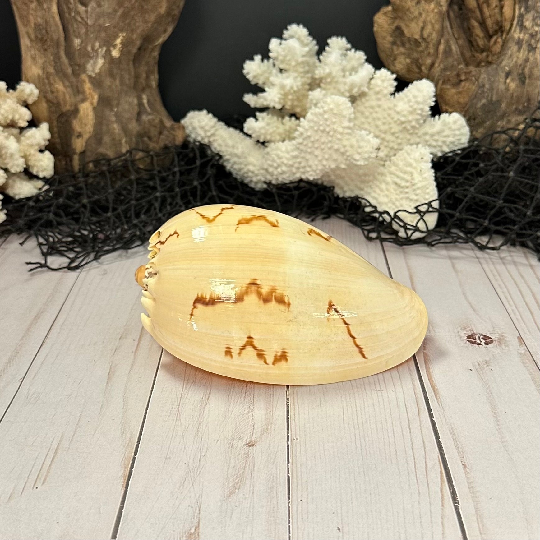 Melon Shell – Beach Bum Seashells