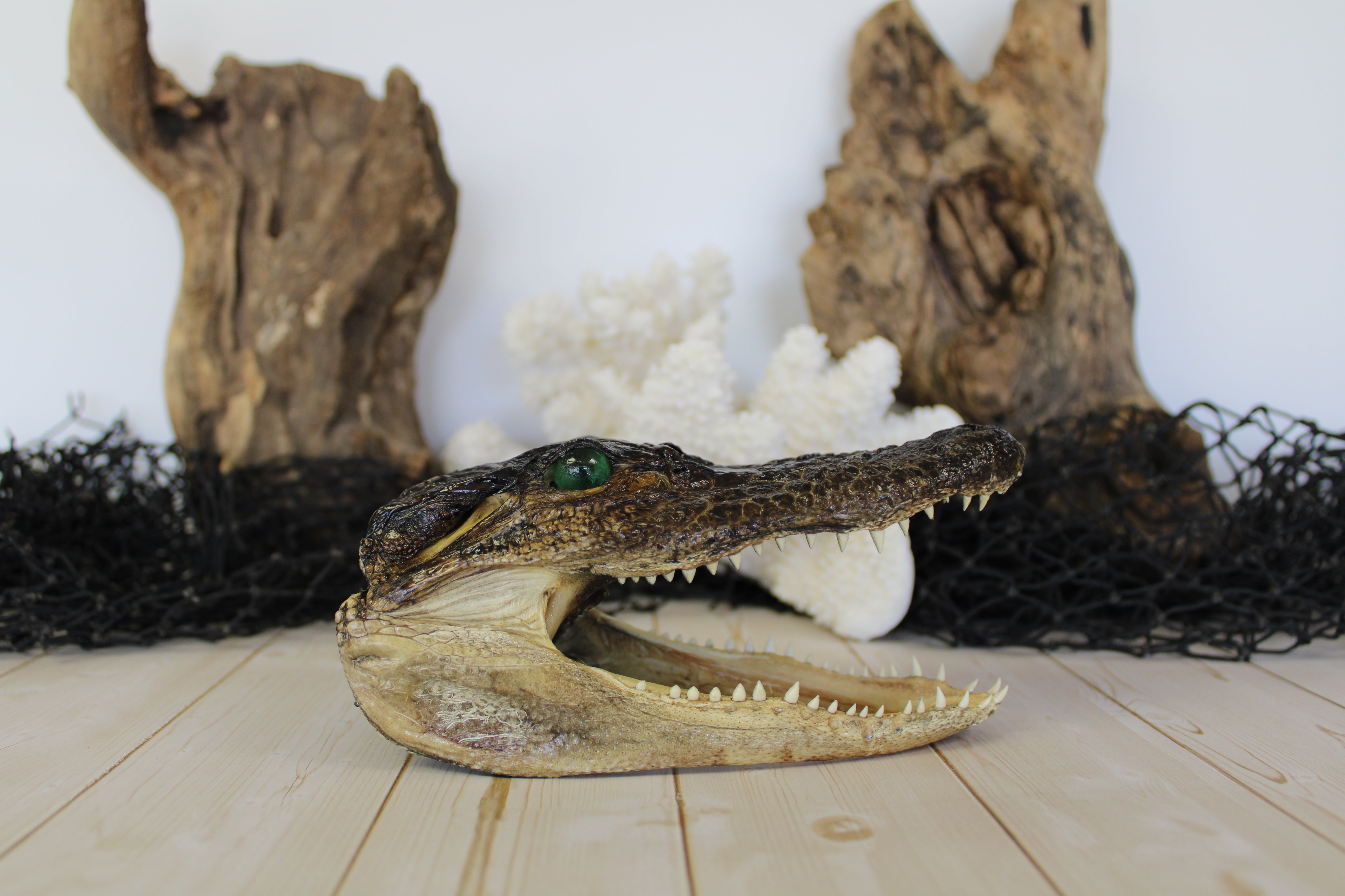 Small Gator Head – Beach Bum Seashells