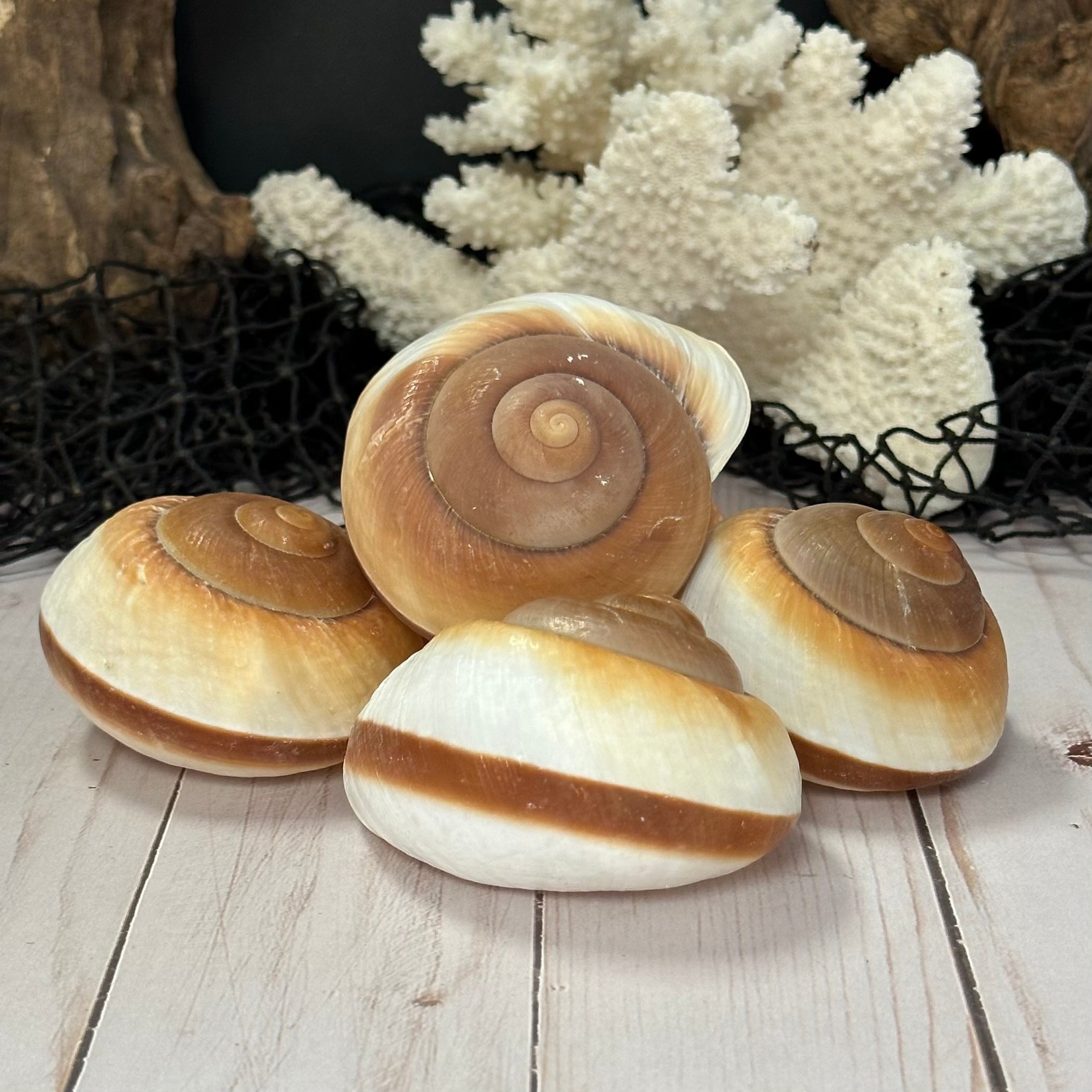 Land Snail – Beach Bum Seashells